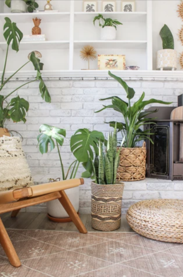 Leaf + Lolo : Gives is the 411 - HOW TO: Propagate + properly care for ...